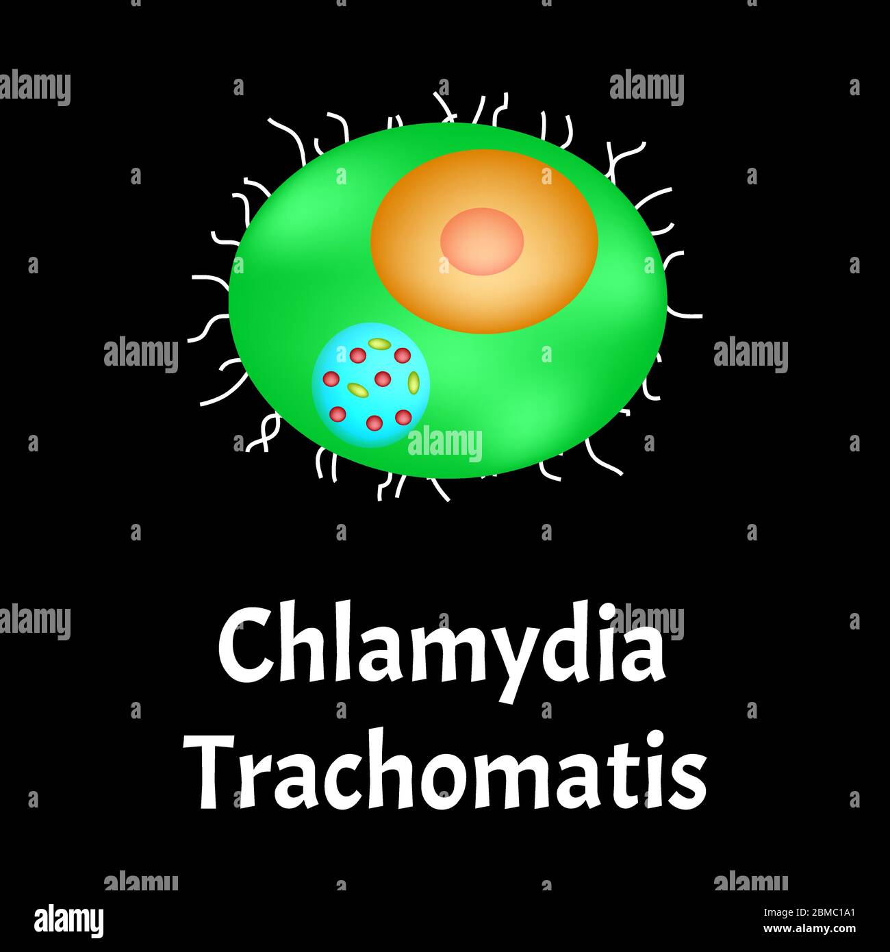 Chlamydia trachomatis Banque d'images vectorielles - Alamy