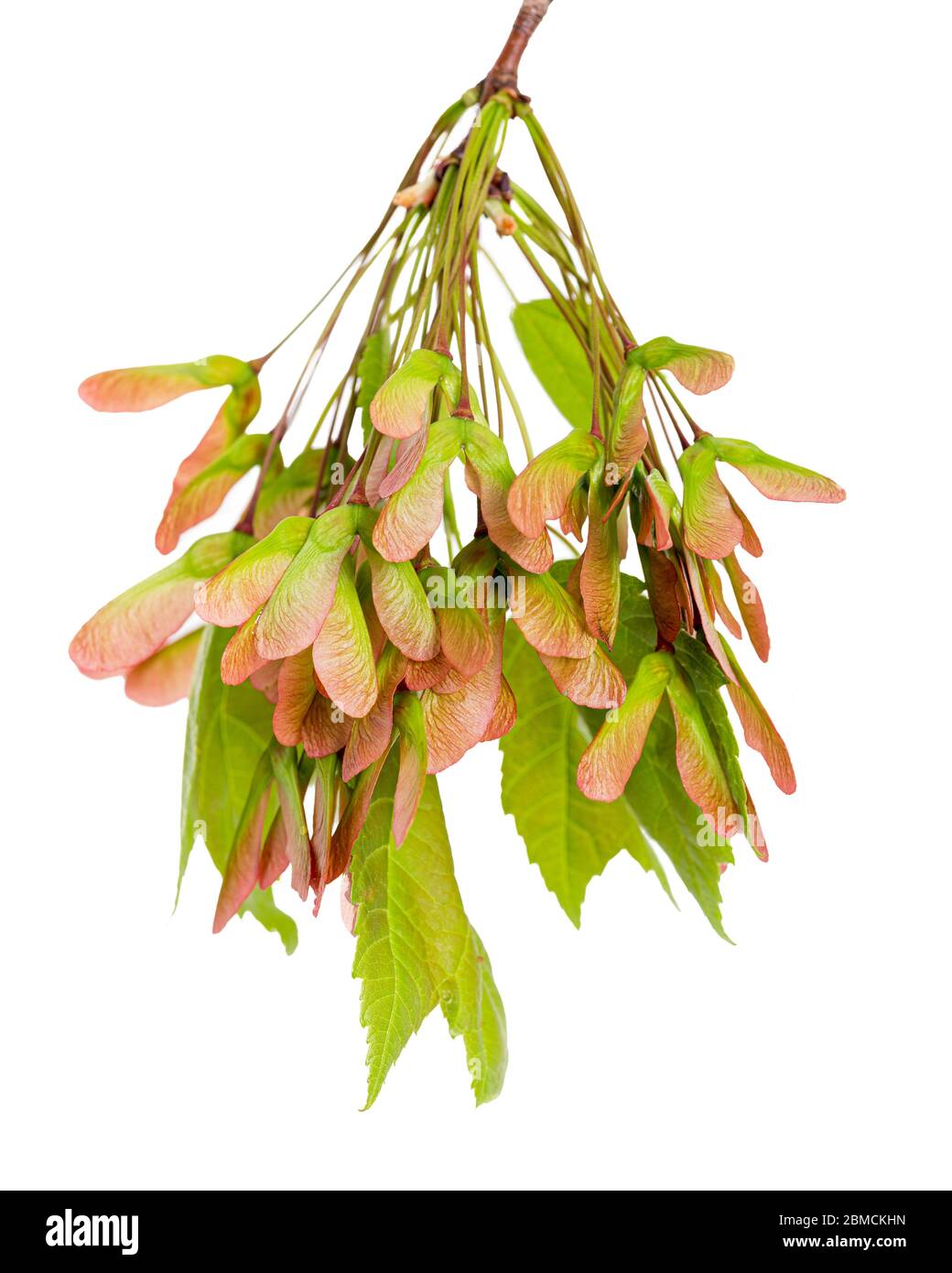 Acer rubrum tree Banque d'images détourées - Alamy