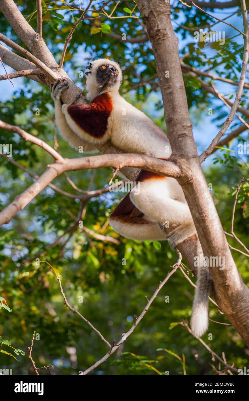 Un sifaka de Coquerel (Propithecus coquereli) dans un arbre à Anjajavy ...