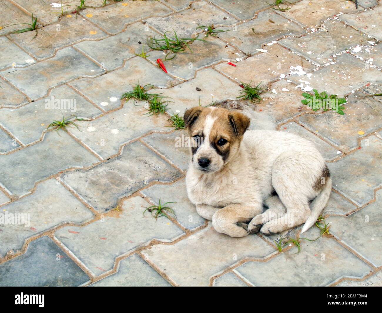 Enfant avec chien errant Banque de photographies et d’images à haute résolution - Alamy