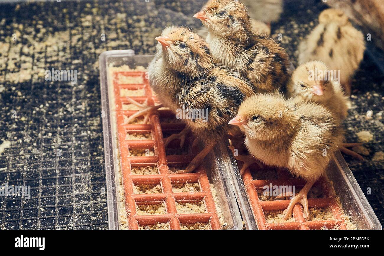 Nouveaux Poussins Banque d'image et photos - Alamy