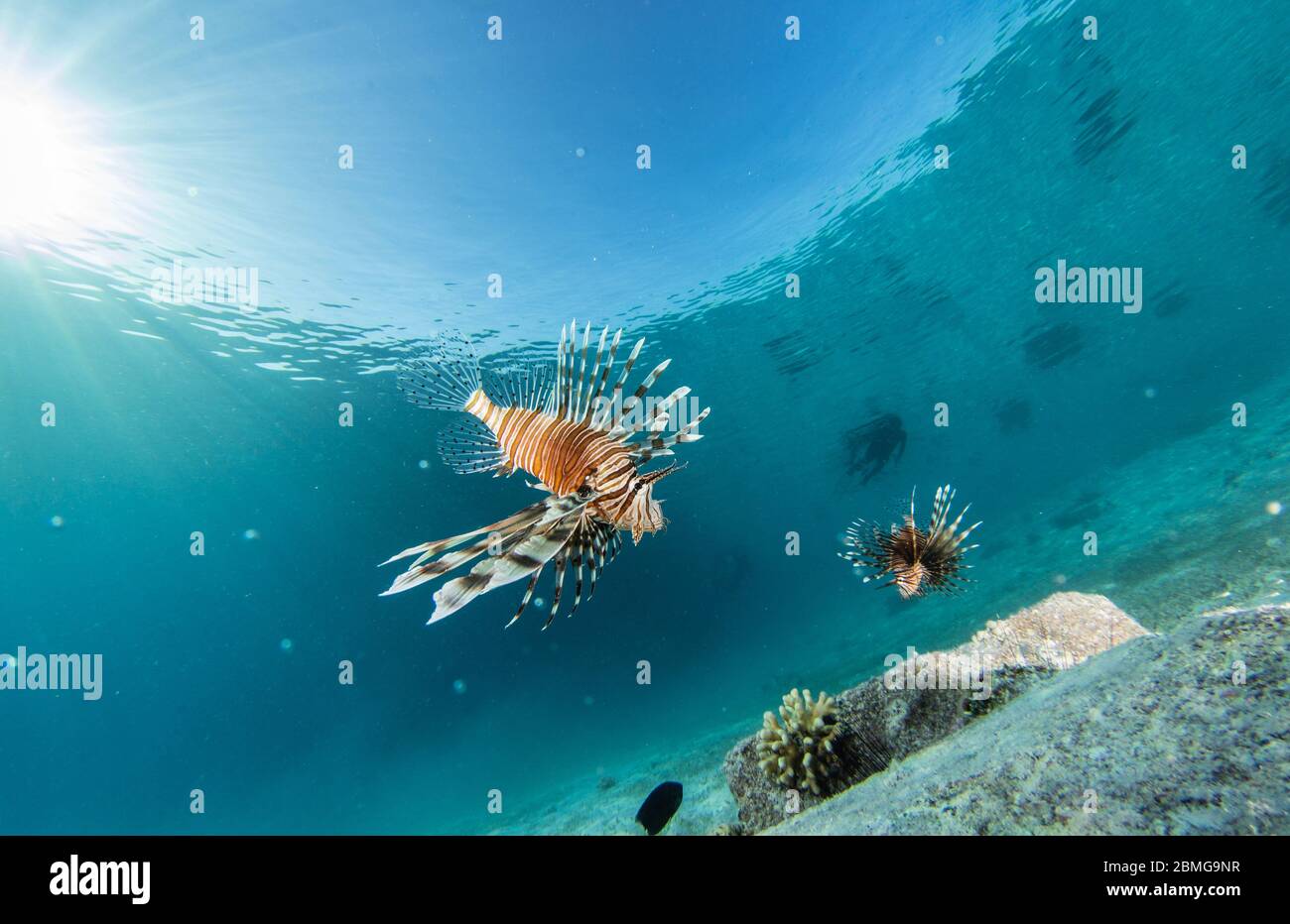 Poisson de feu rouge dans la mer rouge Banque de photographies et d ...