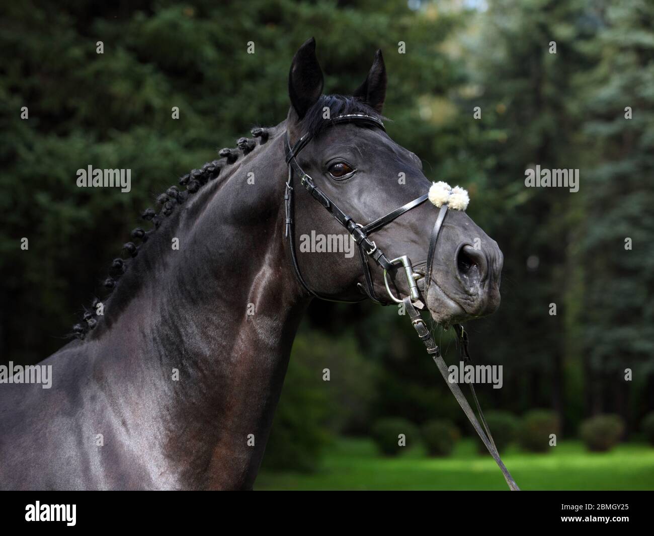 Pure spanish horse andalusian black Banque de photographies et d’images ...