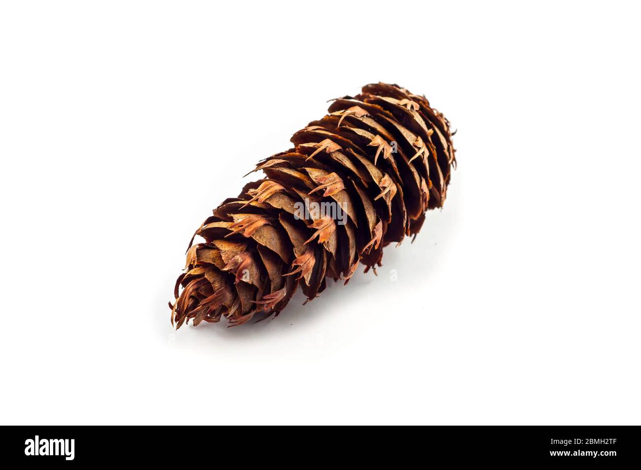 écorce de sapin douglas Banque d'images détourées - Alamy