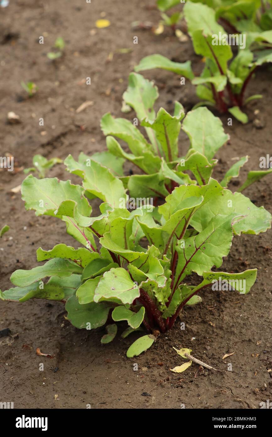 Pousse de betterave Banque de photographies et d’images à haute ...