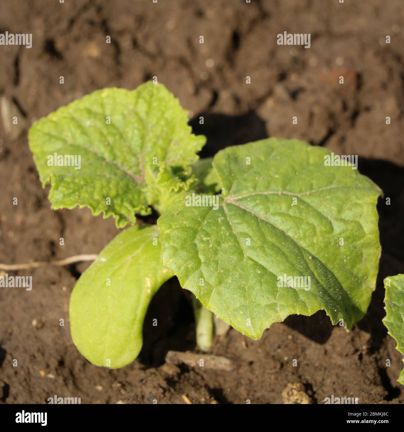 Culture de semis de concombre dans un champ Photo Stock - Alamy