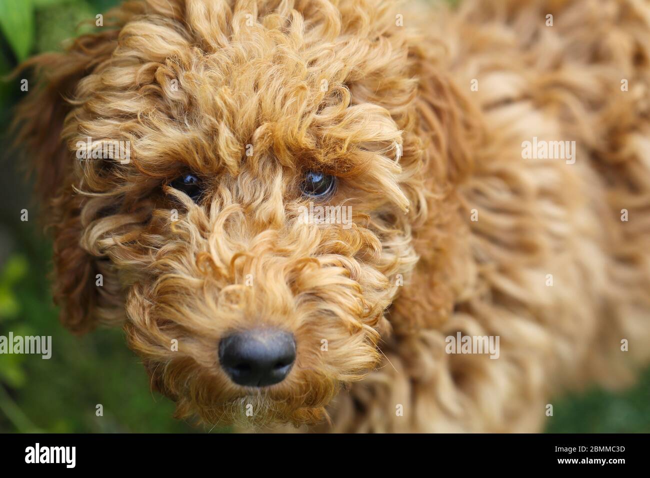 Poodle golden retriever Banque de photographies et d’images à haute ...