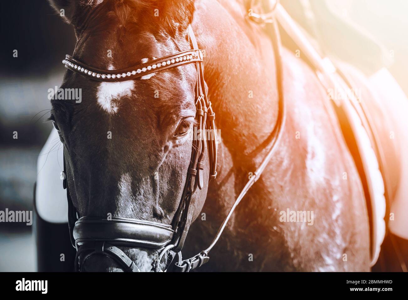 Image monochrome d'un beau cheval de course avec une bride sur son ...