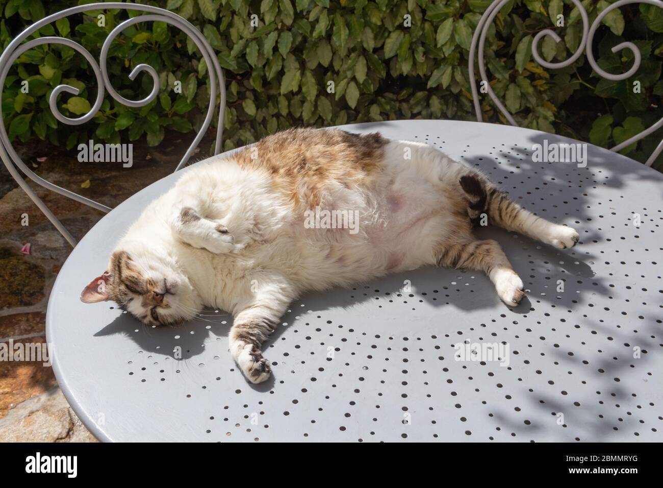 Chat sur la table Banque de photographies et d’images à haute ...