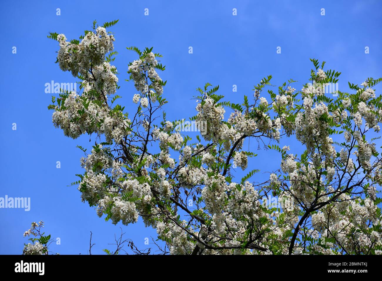 Criquet noir, Gewöhnliche Robinie, Robinier faux-acacia, Robinia ...
