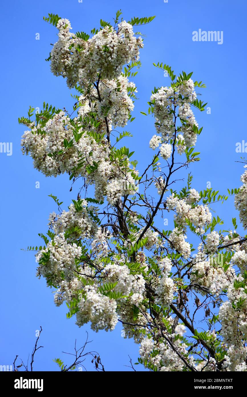 Criquet noir, Gewöhnliche Robinie, Robinier faux-acacia, Robinia ...