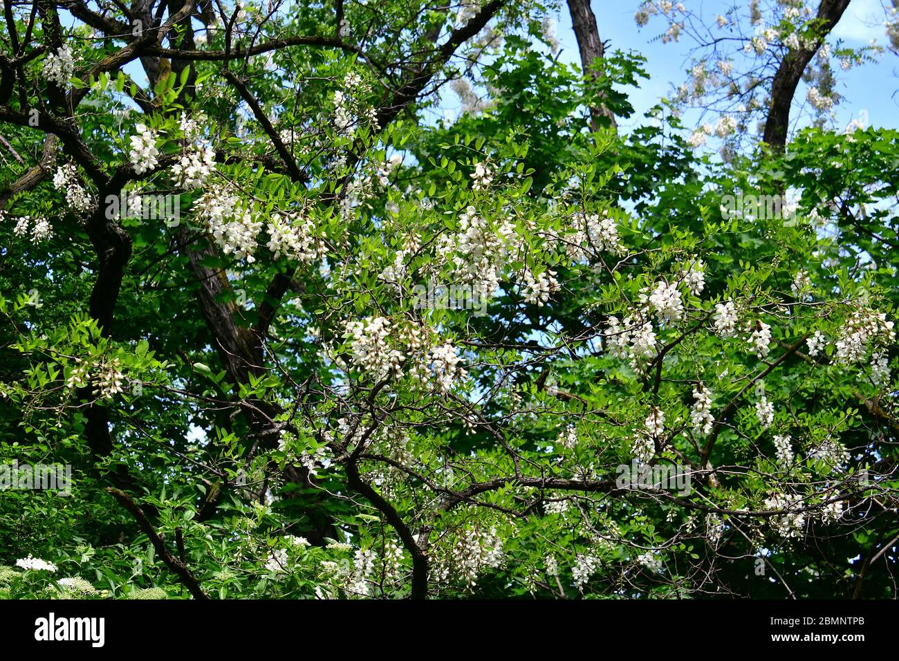 Criquet noir, Gewöhnliche Robinie, Robinier faux-acacia, Robinia ...