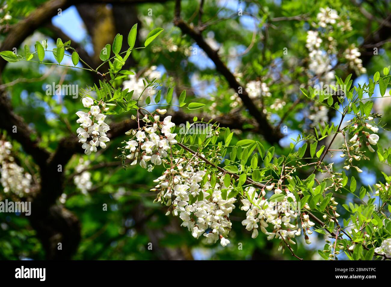 Criquet noir, Gewöhnliche Robinie, Robinier faux-acacia, Robinia ...