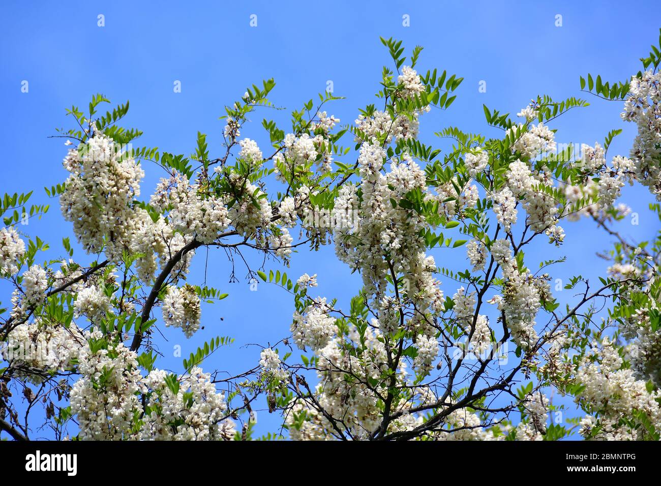Criquet noir, Gewöhnliche Robinie, Robinier faux-acacia, Robinia ...