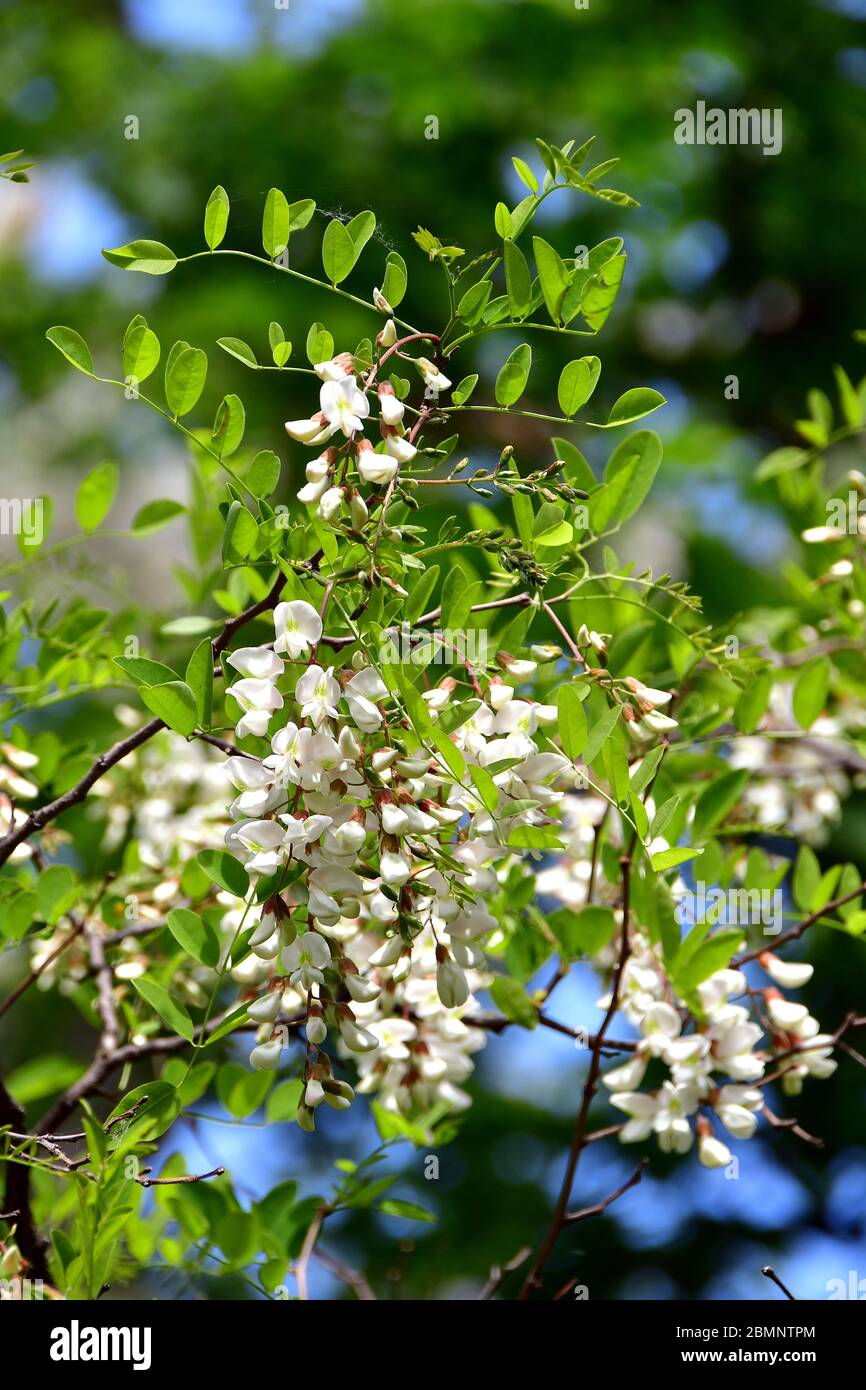 Le robinier, Robinie Gewöhnliche, Robinia pseudoacacia, fehér akác ...