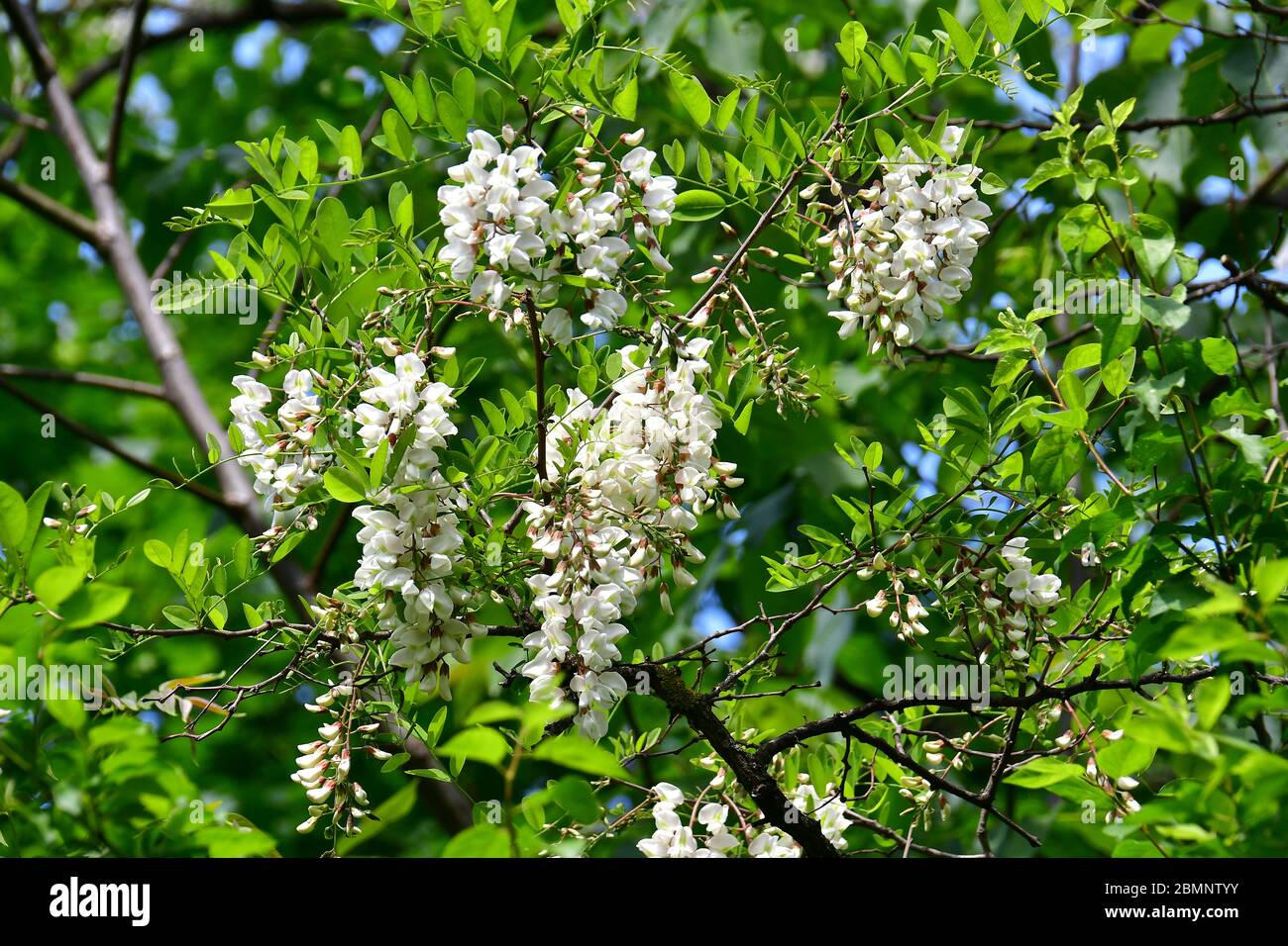 Le robinier, Robinie Gewöhnliche, Robinia pseudoacacia, fehér akác ...