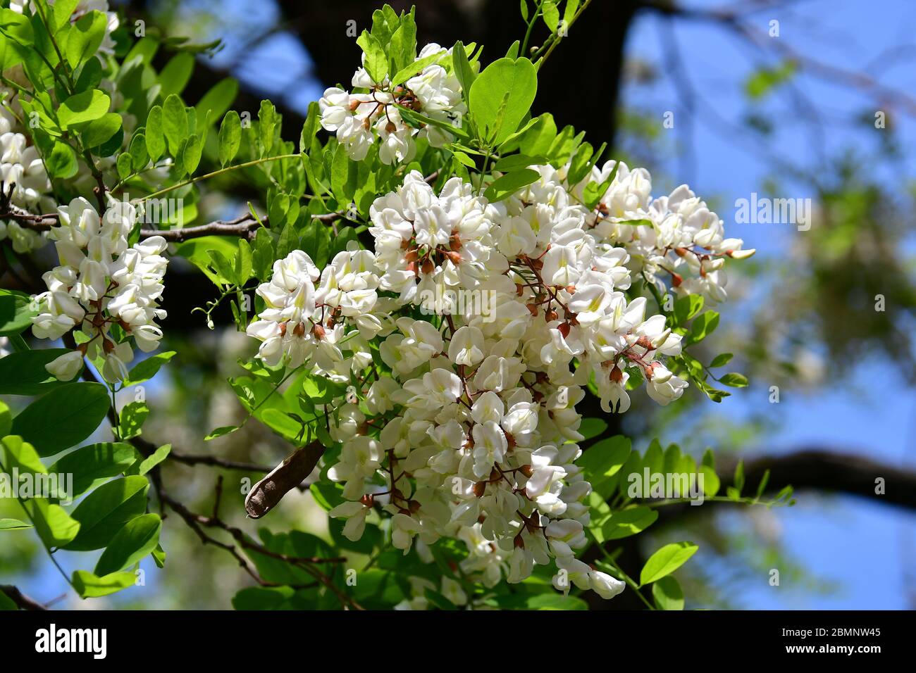 Criquet noir, Gewöhnliche Robinie, Robinier faux-acacia, Robinia ...