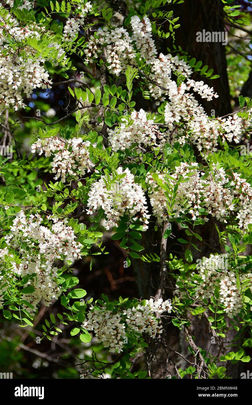Criquet noir, Gewöhnliche Robinie, Robinier faux-acacia, Robinia ...