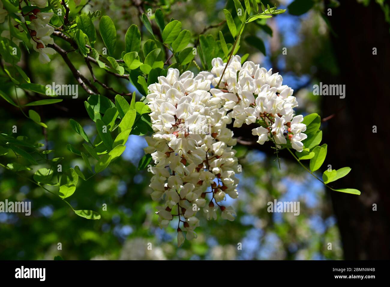 Criquet noir, Gewöhnliche Robinie, Robinier faux-acacia, Robinia ...