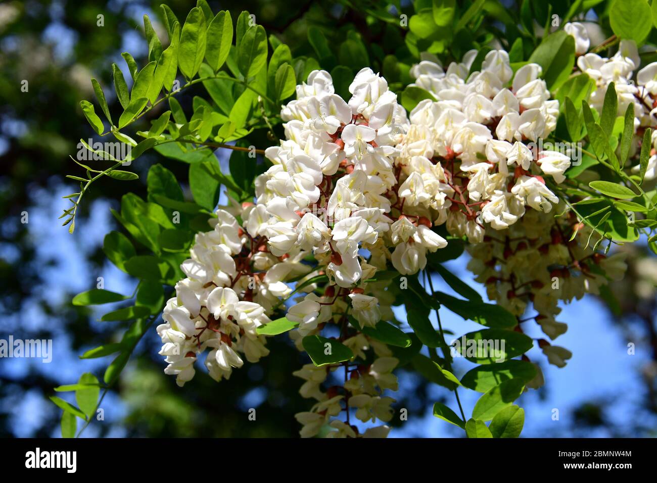 Criquet noir, Gewöhnliche Robinie, Robinier faux-acacia, Robinia ...
