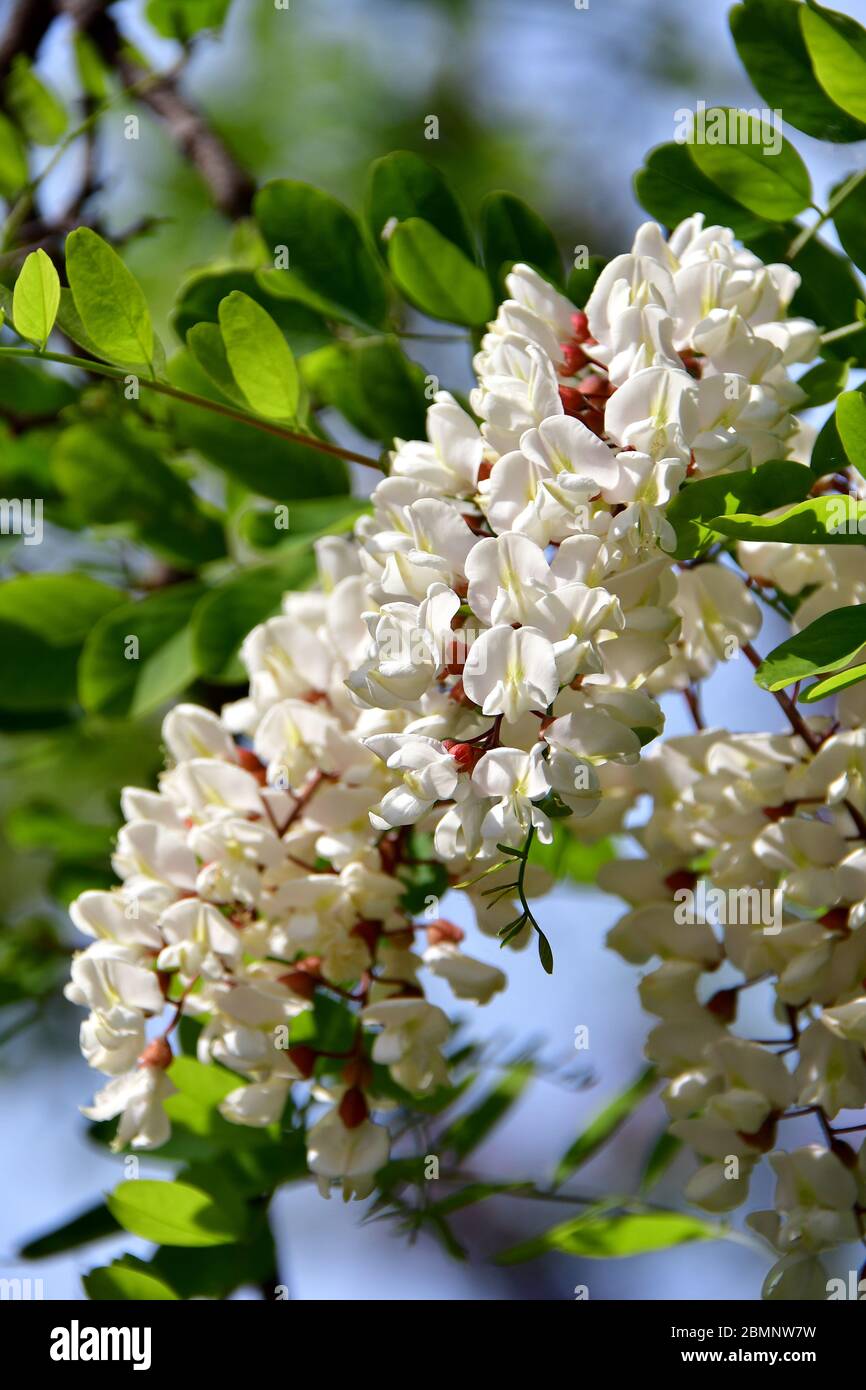 Criquet noir, Gewöhnliche Robinie, Robinier faux-acacia, Robinia ...