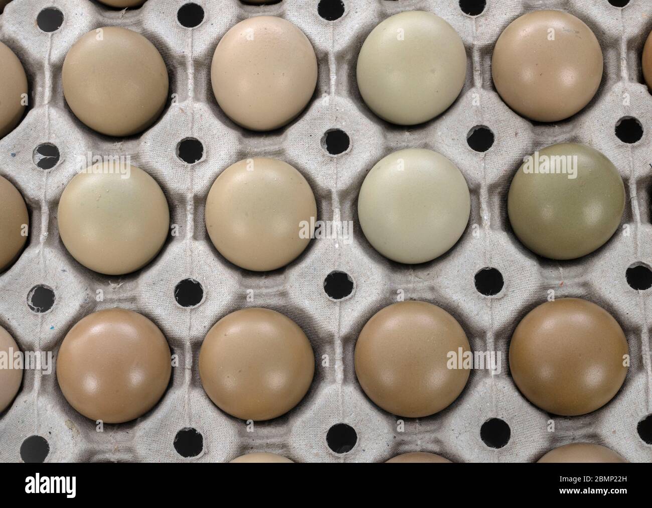 Oeufs de faisan Banque de photographies et d’images à haute résolution ...