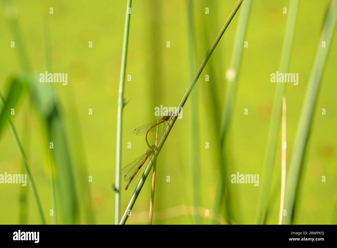 Accouplement de demoiselle rouge Banque de photographies et d’images à ...