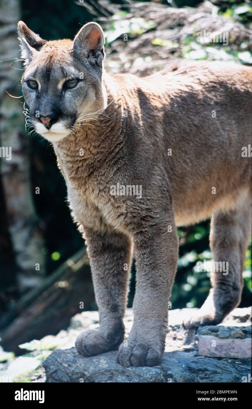 Cougar puma Banque de photographies et d’images à haute résolution - Alamy