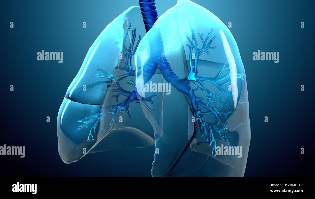 Anatomie pulmonaire Banque de photographies et d’images à haute ...