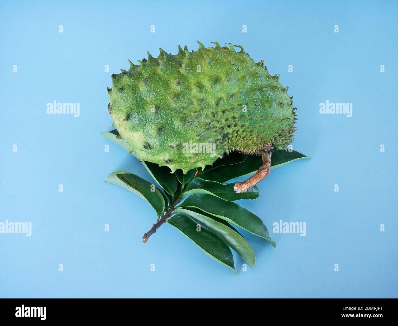 Le corossol Banque de photographies et d’images à haute résolution - Alamy