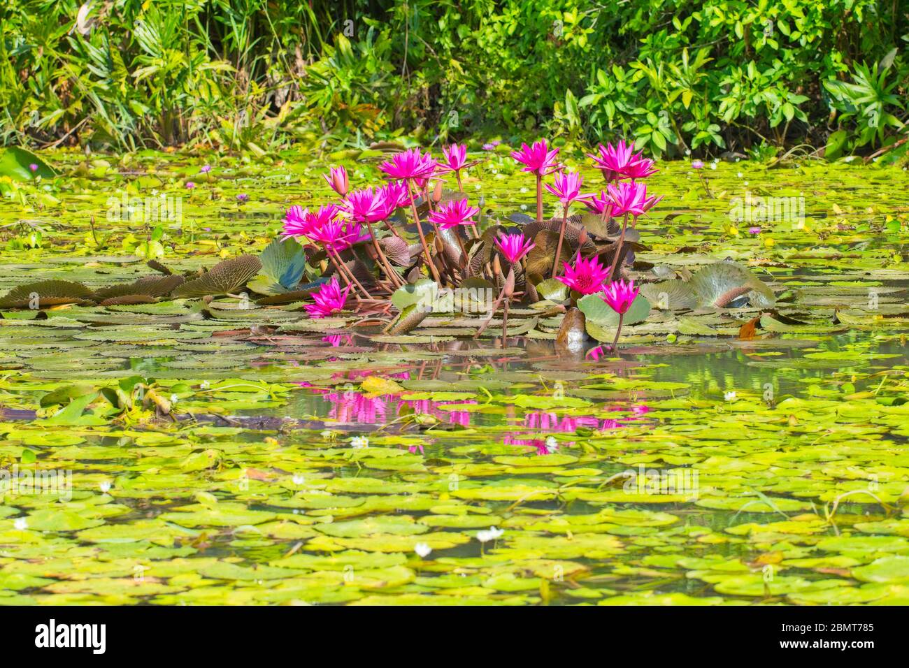 Sri lanka national flower Banque de photographies et d’images à haute ...