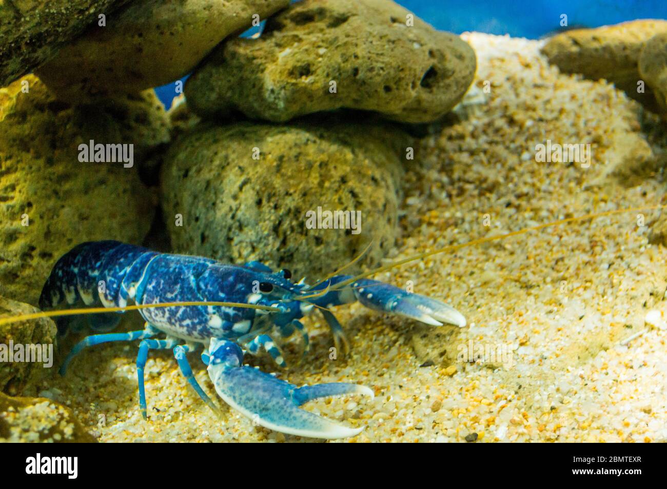 Homards vivants Banque de photographies et d’images à haute résolution ...