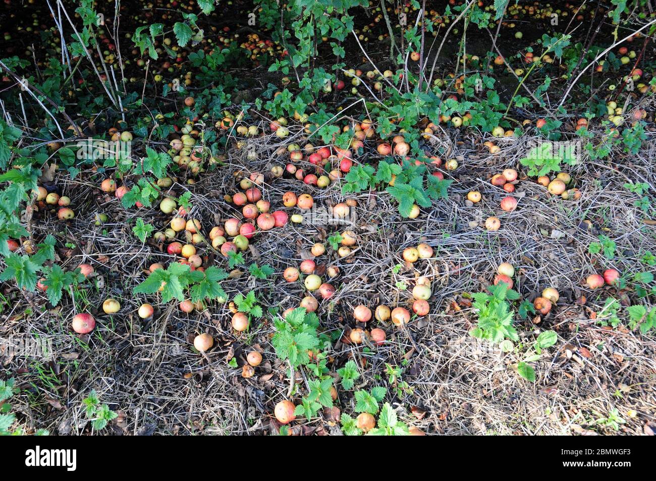 Pommes de crabe sauvage Banque de photographies et d’images à haute ...