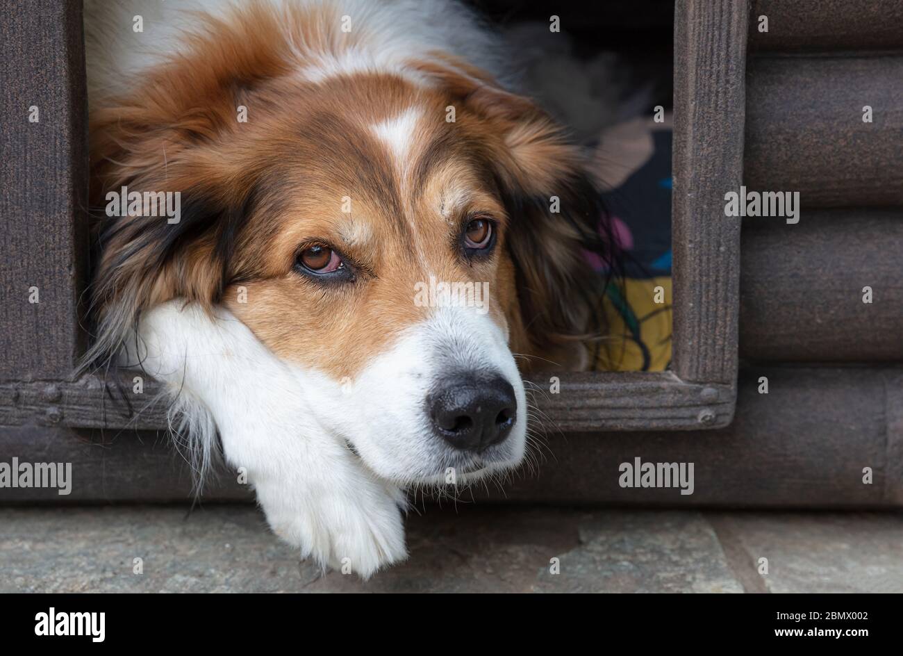 Chien de berger grec Banque de photographies et d’images à haute ...
