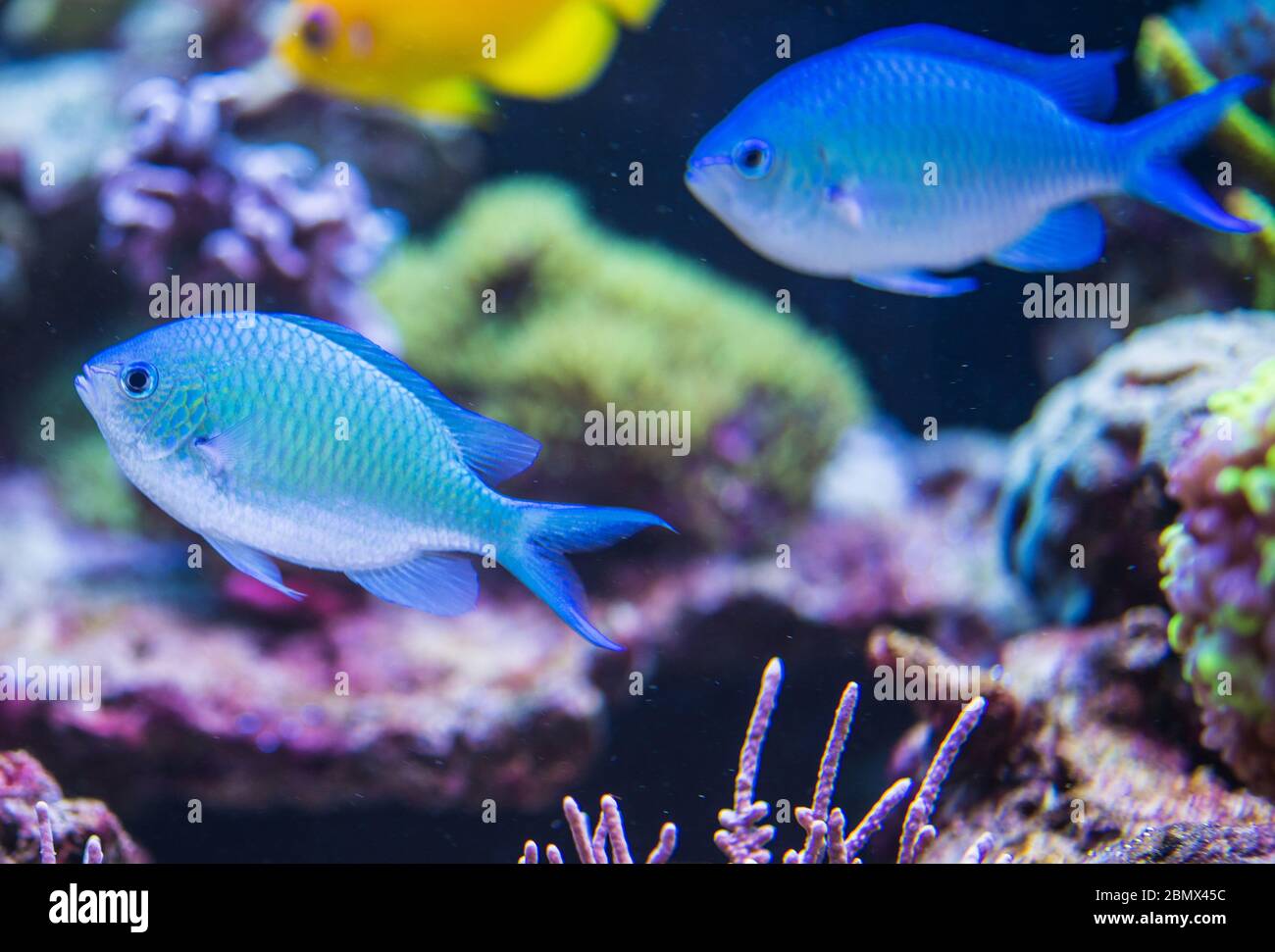 Milieu marin Banque de photographies et d’images à haute résolution - Alamy