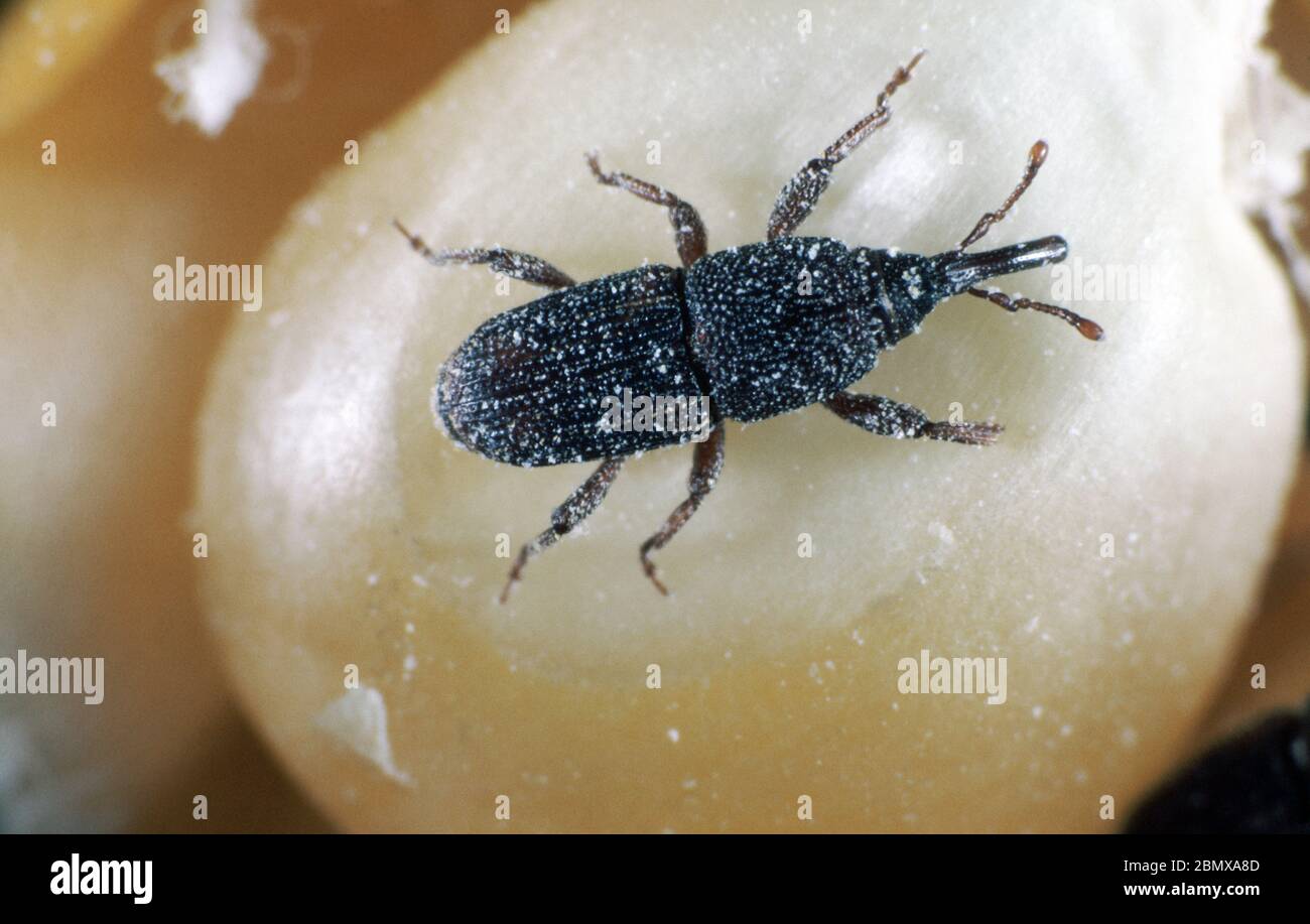 Sitophilus zeamais Banque de photographies et d’images à haute ...