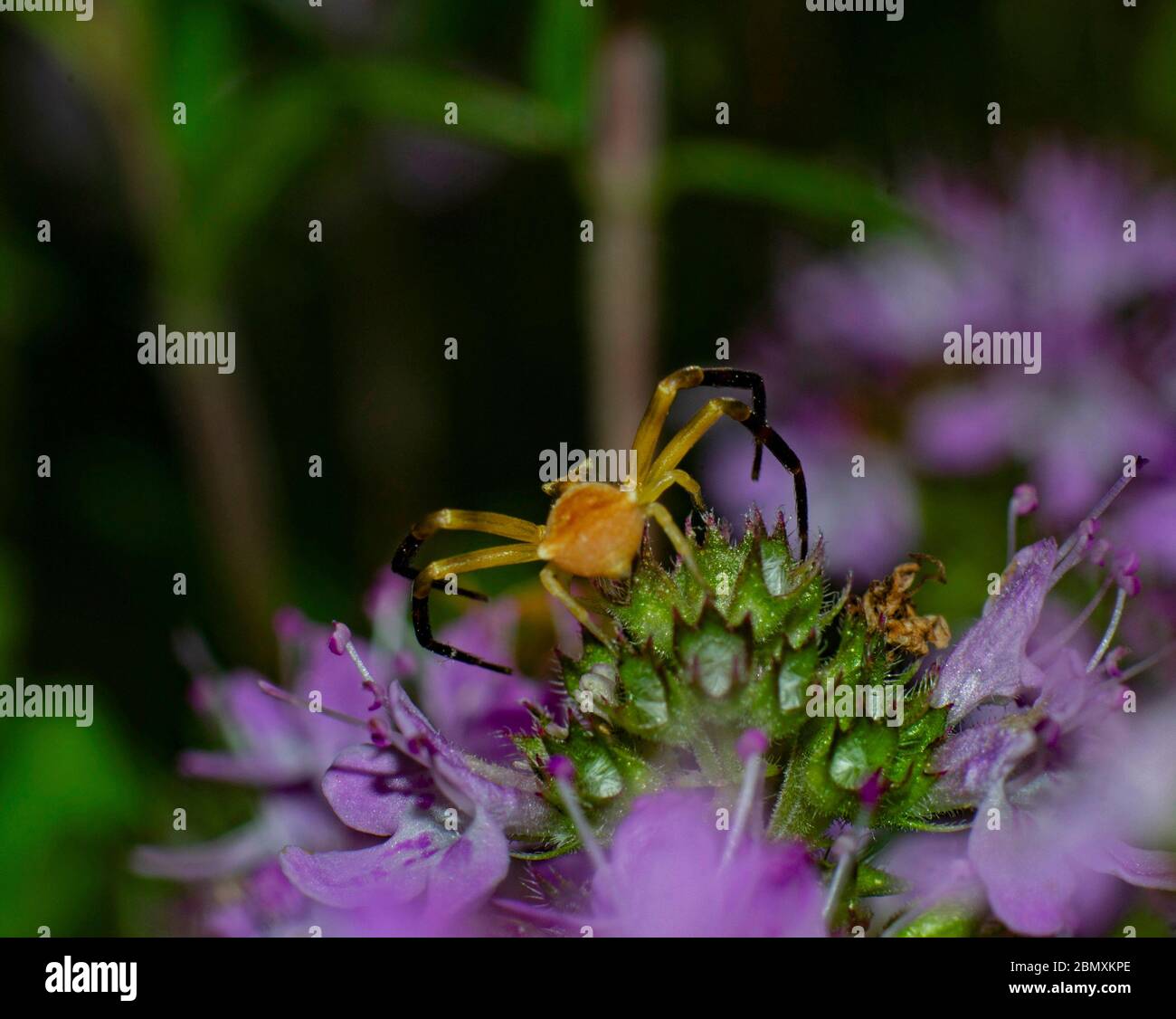 gros plan de l'araignée de crabe jaune qui chasse sur la fleur de thym ...