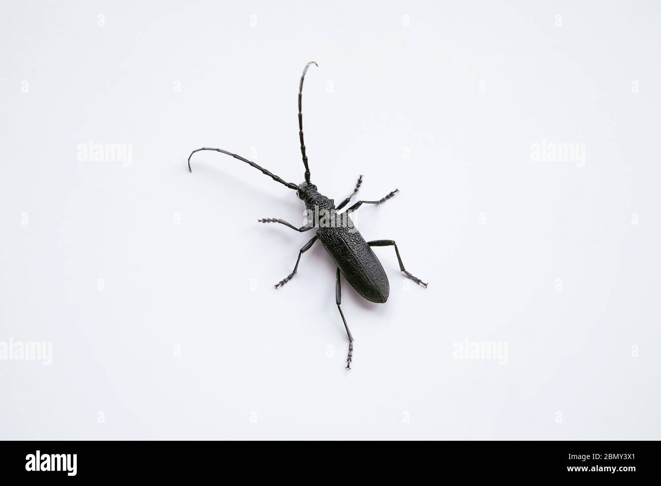 Insecte antennes Banque de photographies et d’images à haute résolution ...