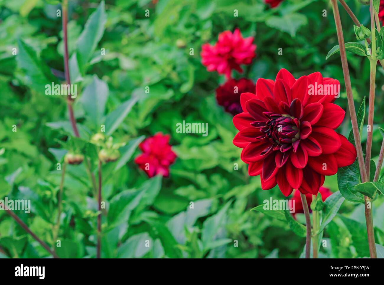 Dahlia nuit arabe Banque de photographies et d’images à haute ...