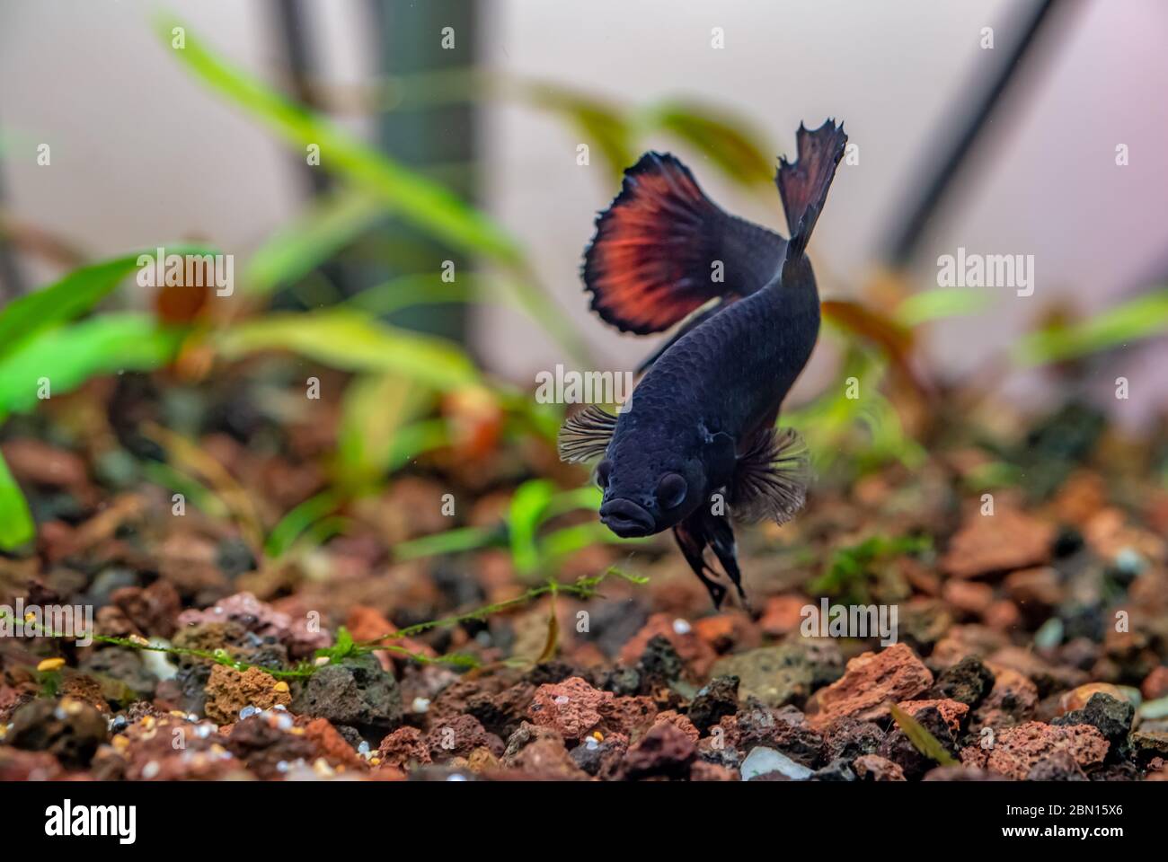 Betta splendens Banque de photographies et d’images à haute résolution ...