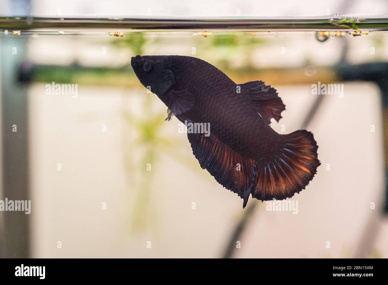 Splendens betta Banque de photographies et d’images à haute résolution ...