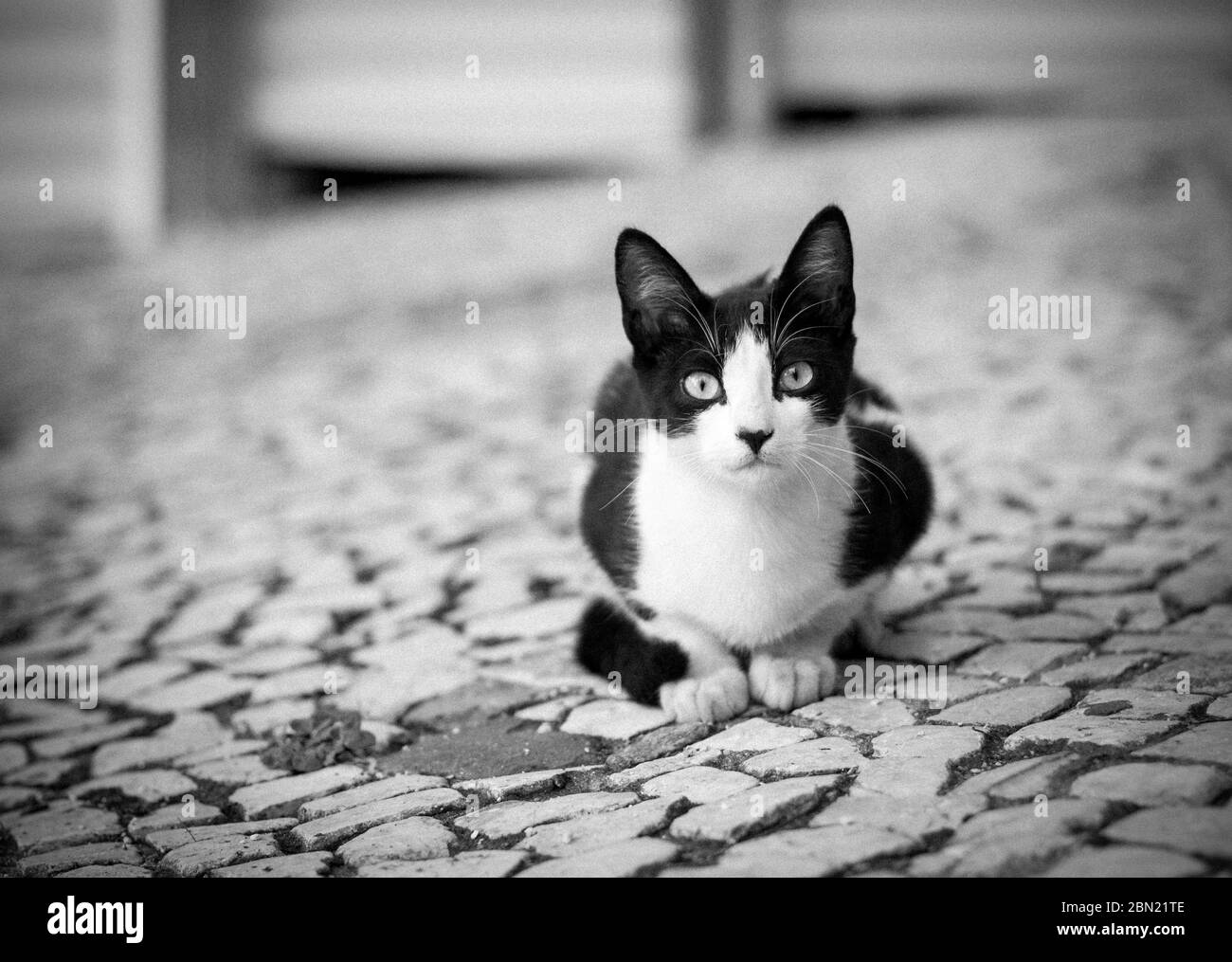 White cats sitting street cat Banque d'images noir et blanc - Alamy
