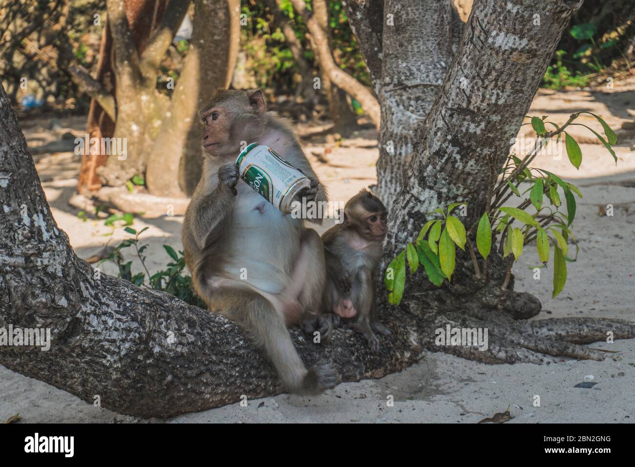 Singe drôle boire de la bière sur la plage sous un arbre. Un singe a ...