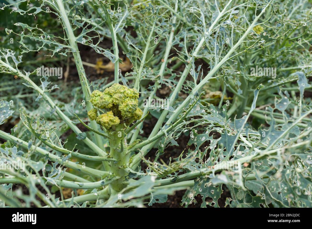 Chenilles mangeant des feuilles de brassica Banque de photographies et d’images à haute ...