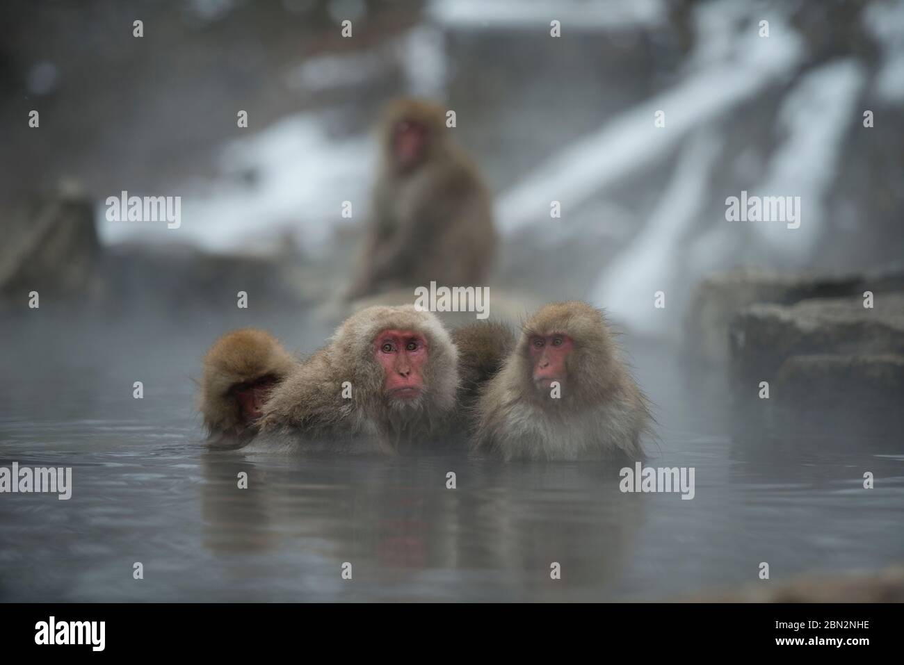 Macaques japonaises, Macaca fuscata, dans un bain de source chaude, Parc des singes de ...