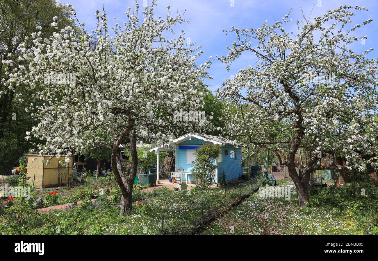 Arbres fruitiers en fleurs Banque de photographies et d’images à haute ...