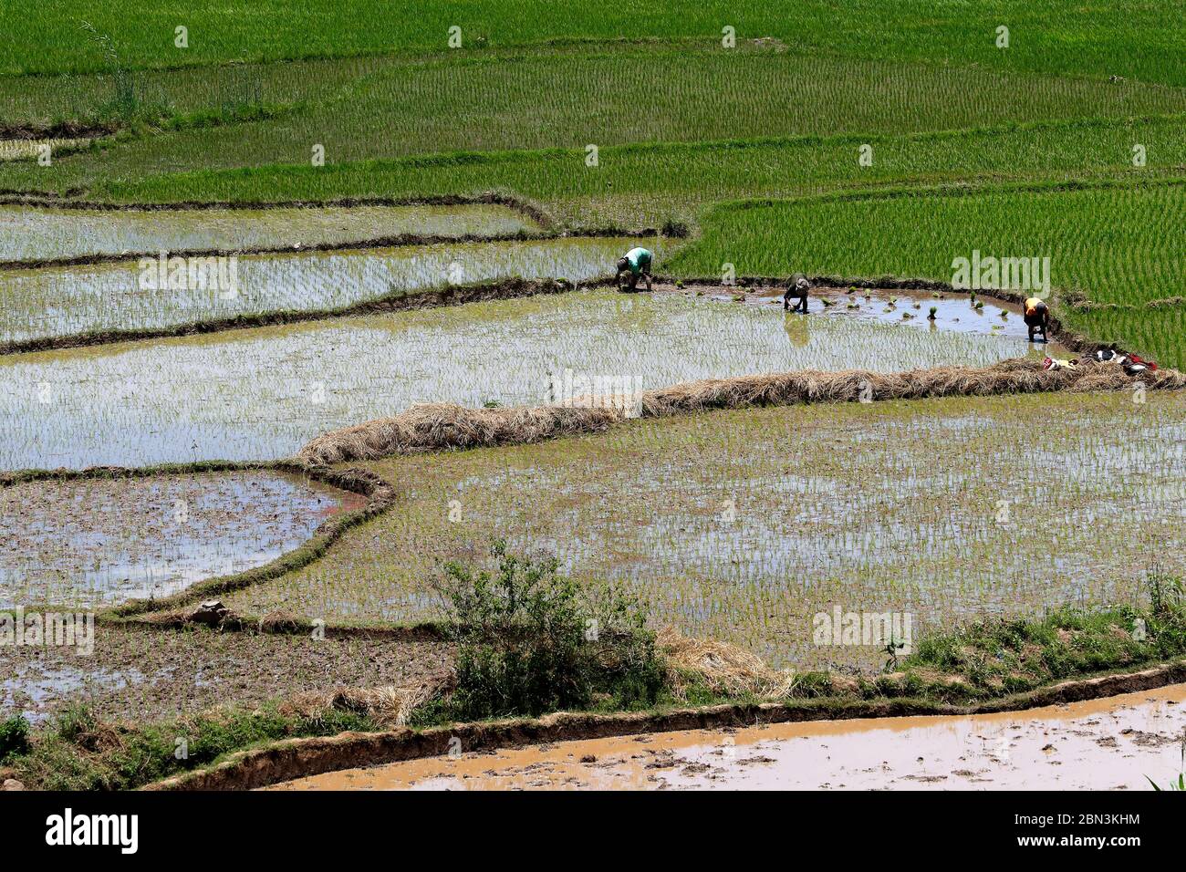 Riziere madagascar Banque de photographies et d’images à haute ...
