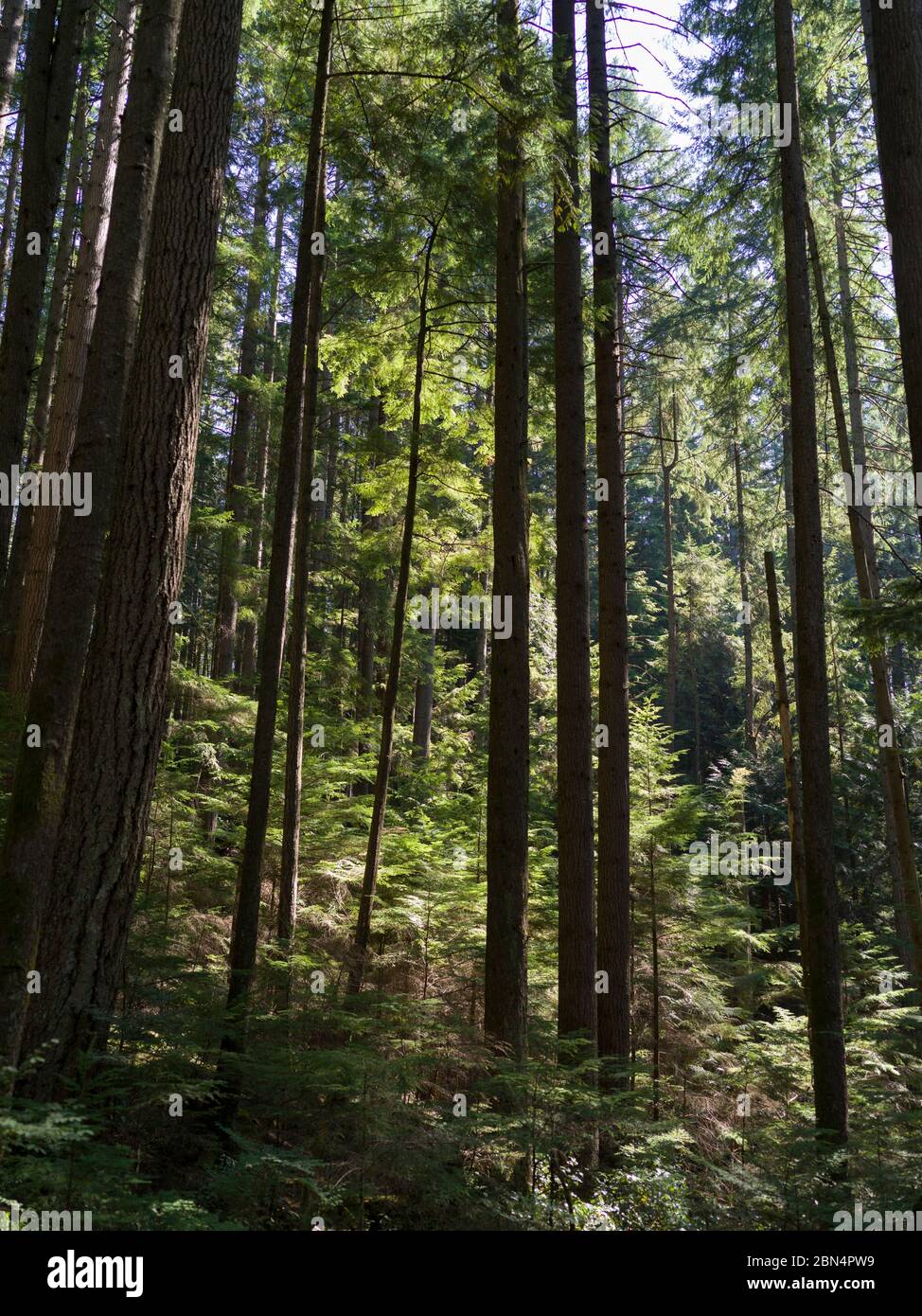 Arbres dans une forêt, Lynn Canyon Park, North Vancouver, Vancouver ...