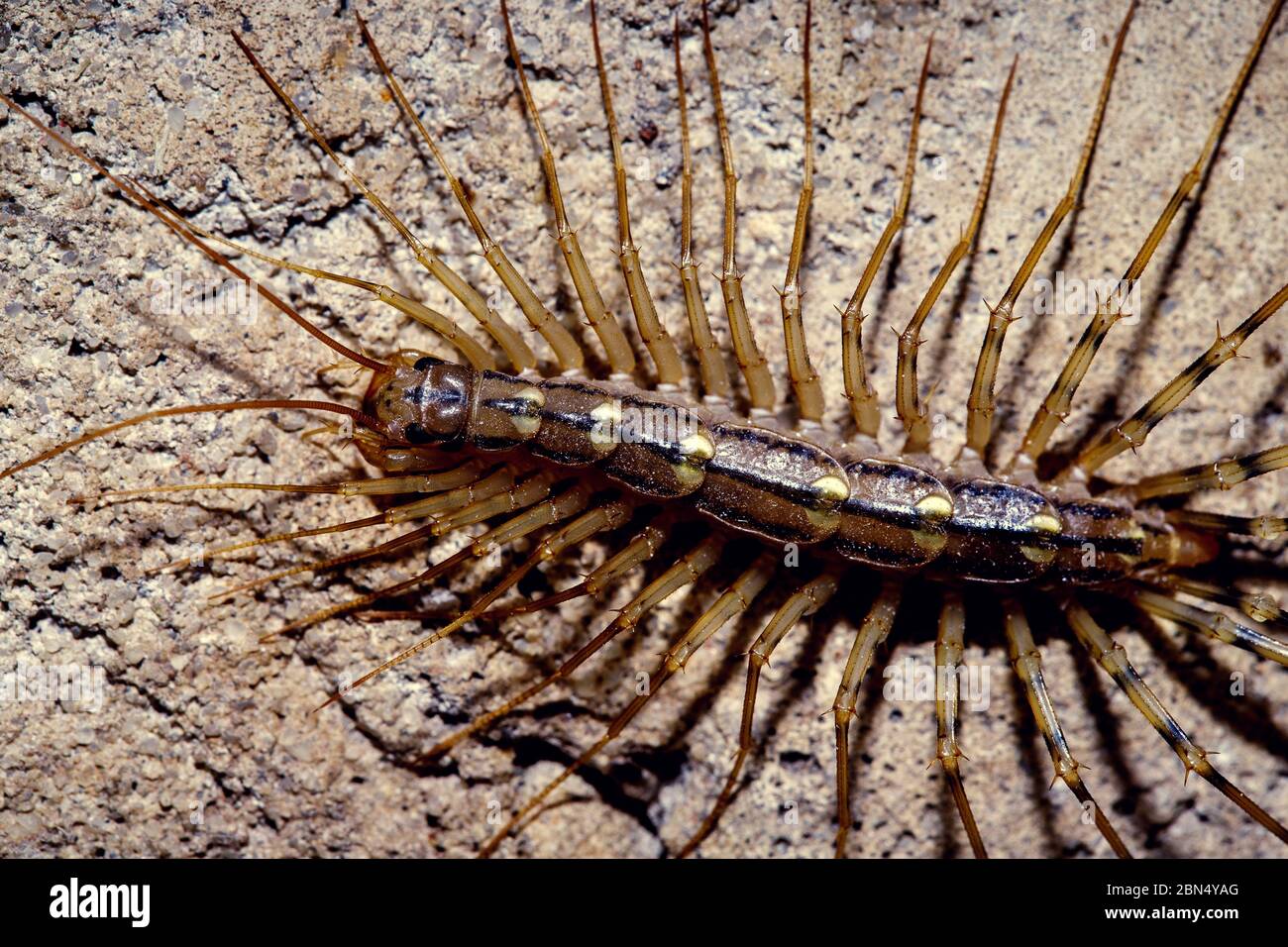 Insecte Avec Beaucoup De Pattes Banque d'image et photos - Alamy