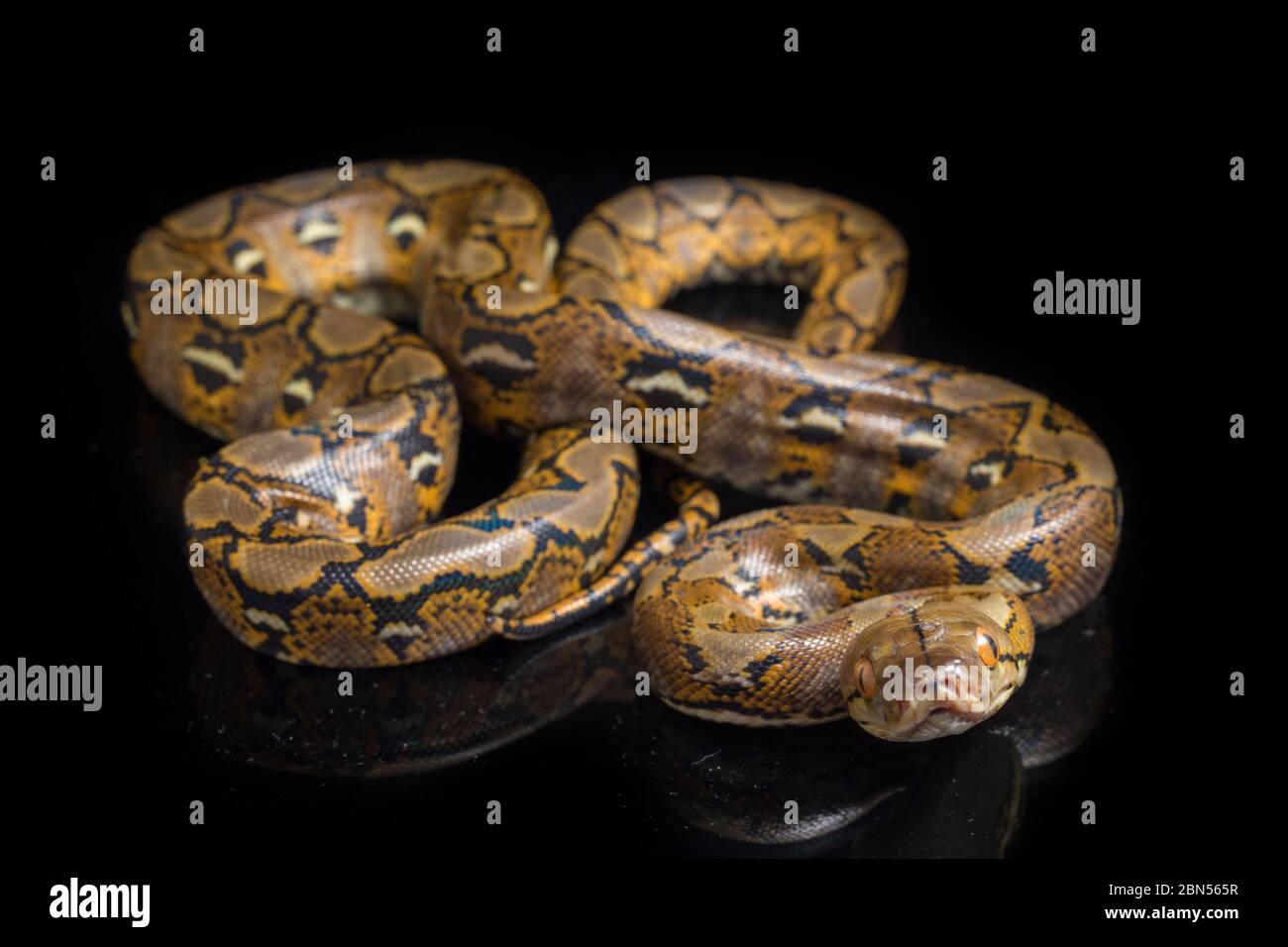Juvenile reticulated python Banque de photographies et d’images à haute ...